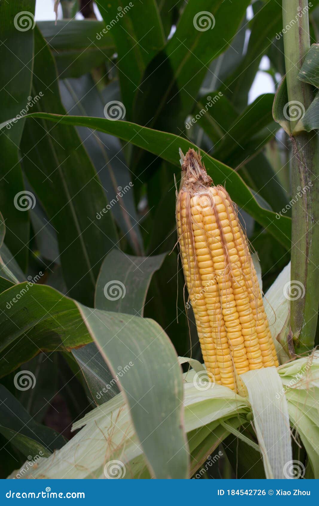 Corn field stock photo. Image of farmland, ripe, corns - 184542726