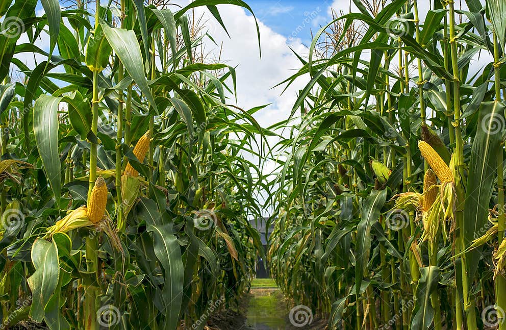 Corn field stock photo. Image of organic, season, nutritious - 100461142