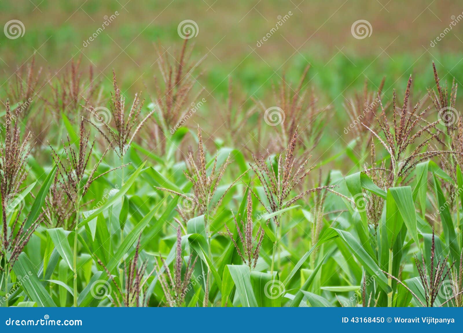 Corn field corn flower stock photo. Image of foliage - 43168450
