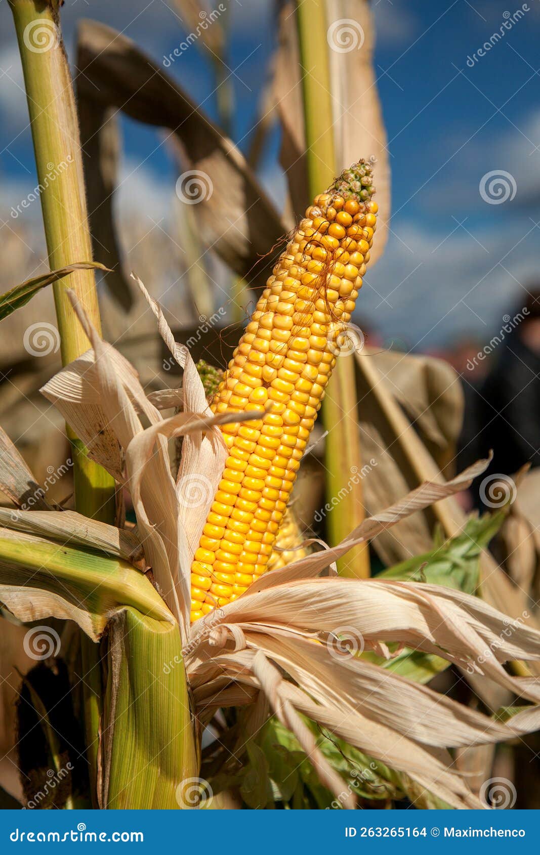 Corn on the Field. Corn Production. Ear of Corn Stock Photo - Image of ...