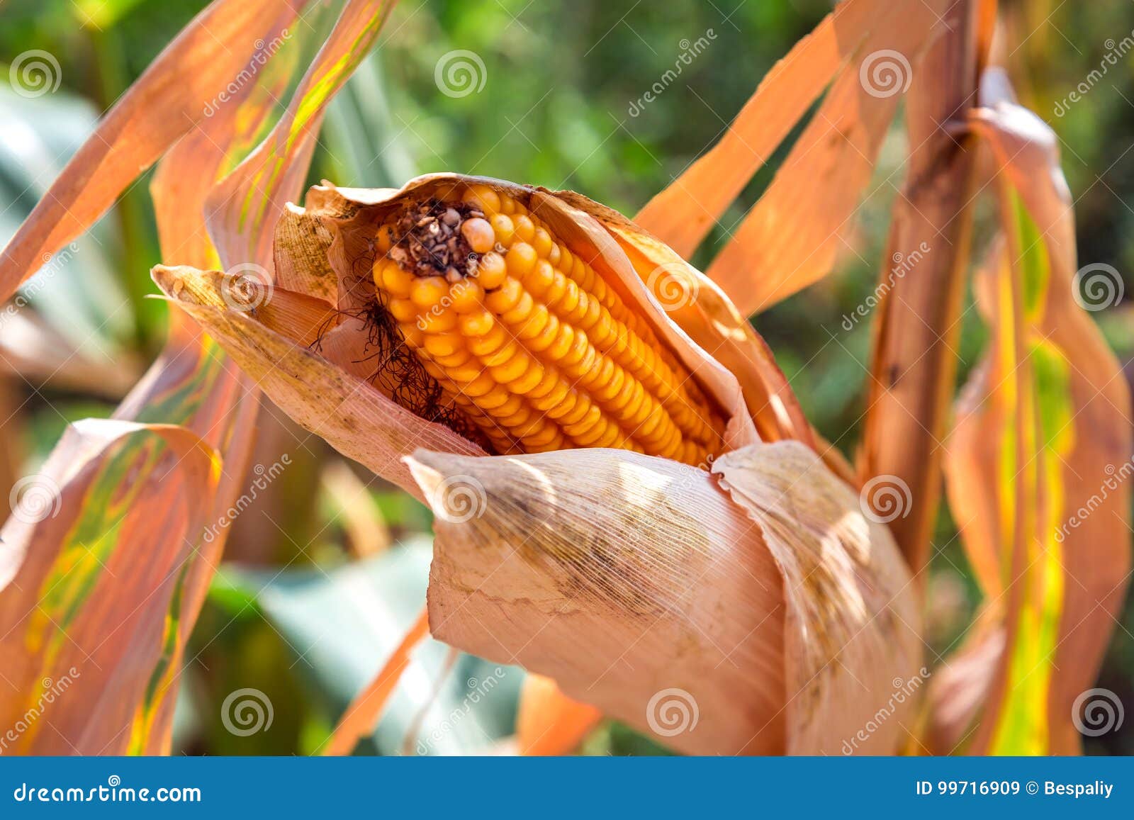 Corn ears of grain crops. stock image. Image of autumn - 99716909