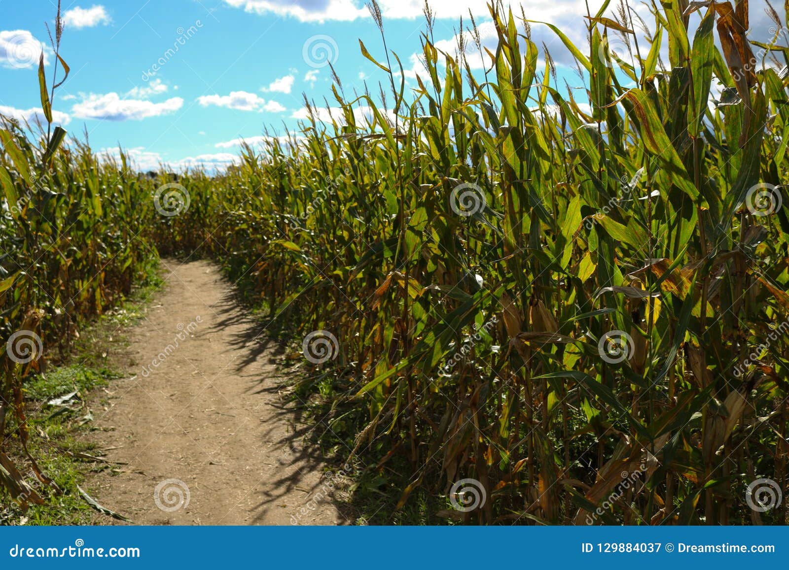 Corn field stock image. Image of corn, maryland, farming - 129884037