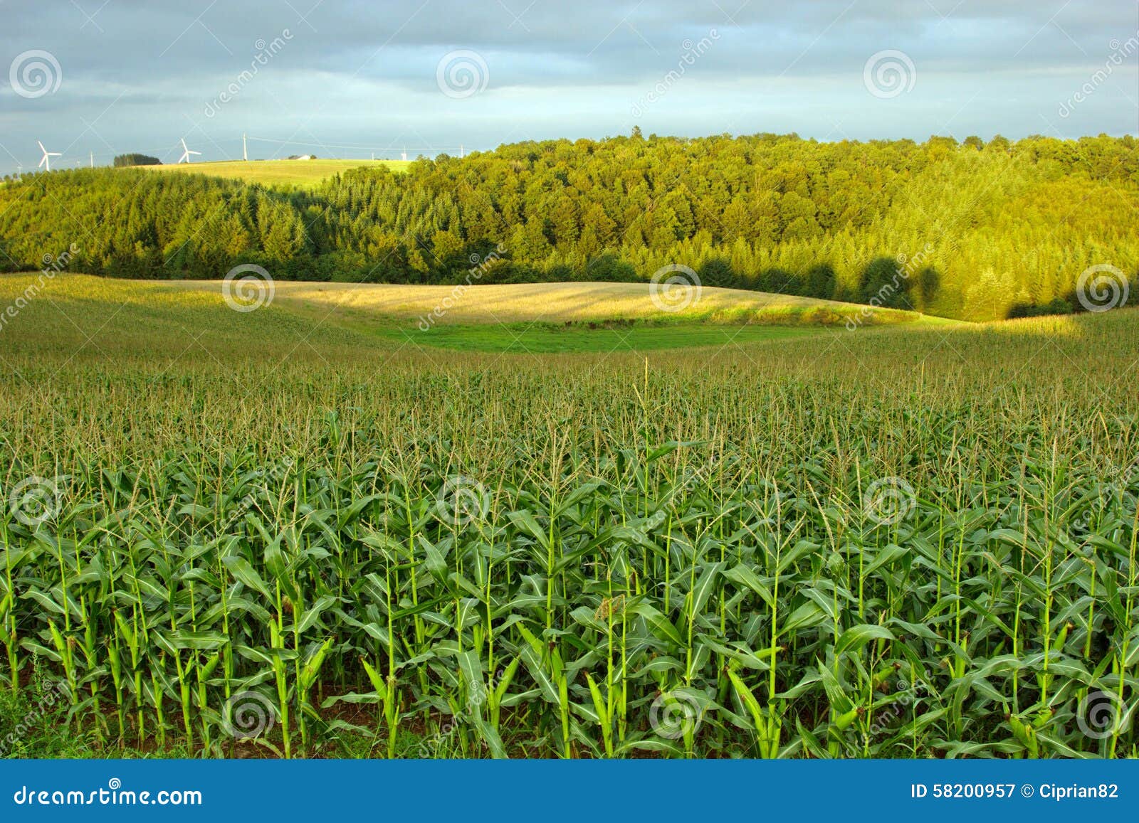 Corn Field in the Country Side Stock Image - Image of countryside, farm ...
