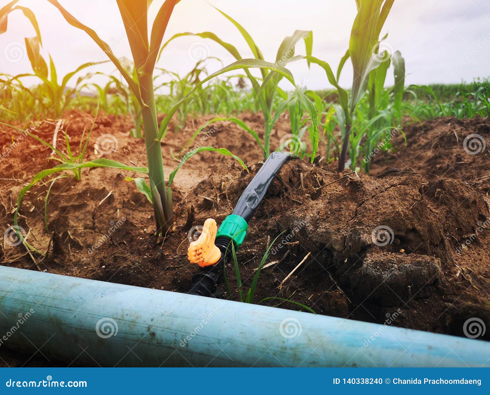Corn Field in the Countryside Using Drip Watering ,system it is an ...