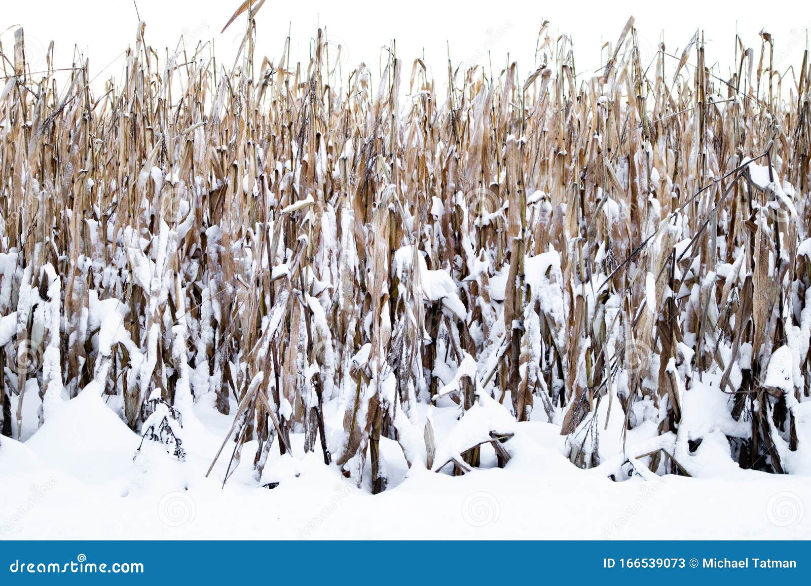Corn Field Covered with a Blanket of Snow in December Stock Image ...