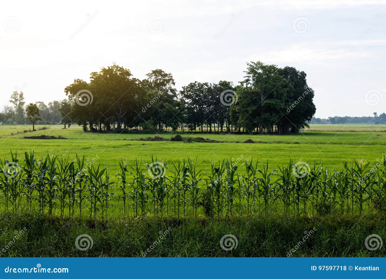 Corn Field Crops on Paddy Fields with Trees. Stock Photo - Image of ...