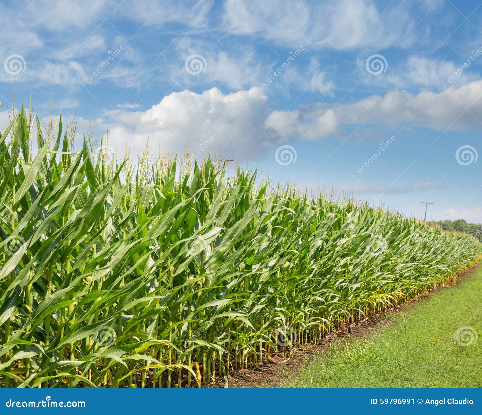 Corn Field Crops stock image. Image of southern, crops - 59796991