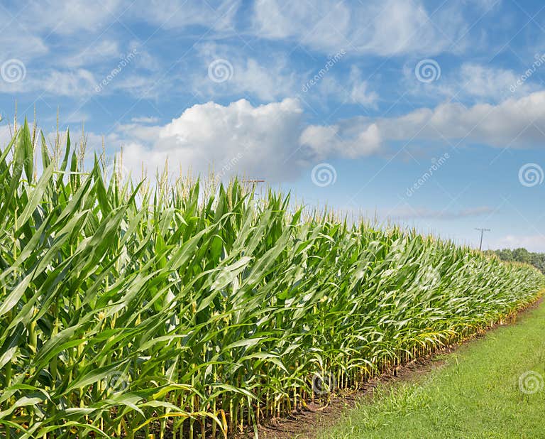 Corn Field Crops stock image. Image of southern, crops - 59796991