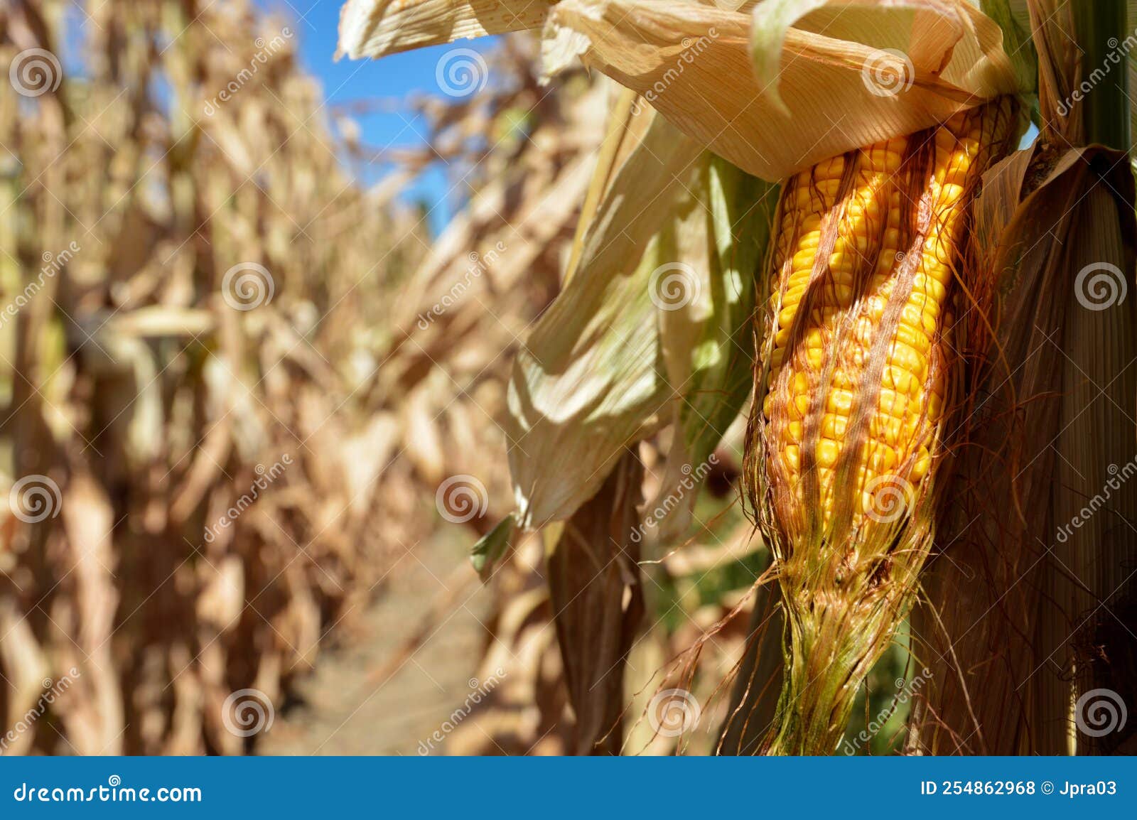 Damaged corn field stock photo. Image of crop, agricultural - 254862968
