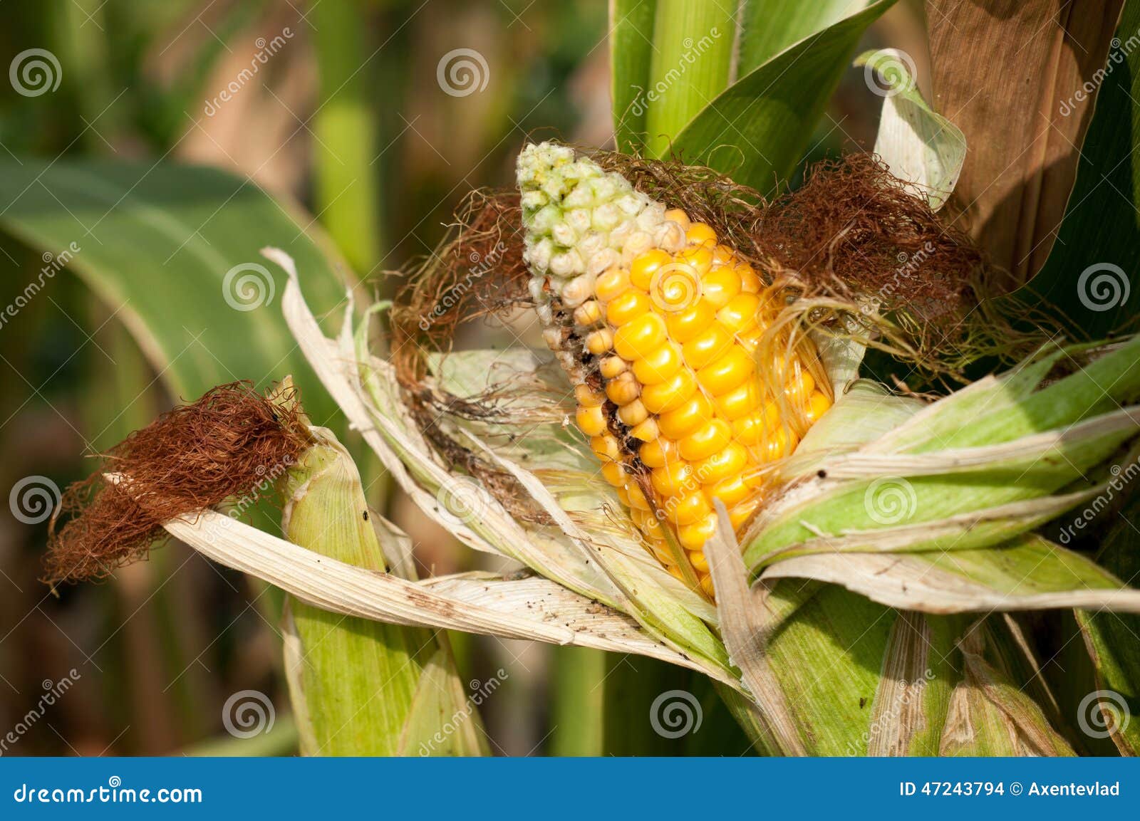 Corn Field Damaged by Severe Stock Photo - Image of damage, farming ...