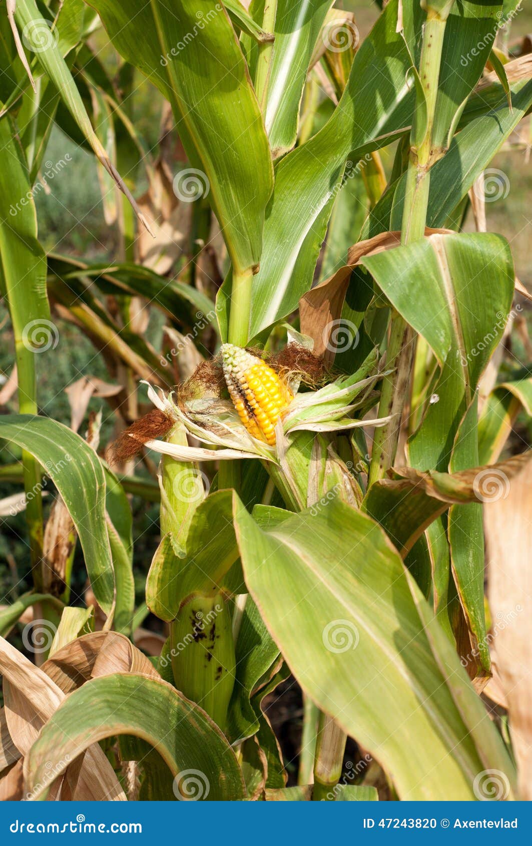 Corn Field Damaged by Severe Stock Photo - Image of rural, crop: 47243820