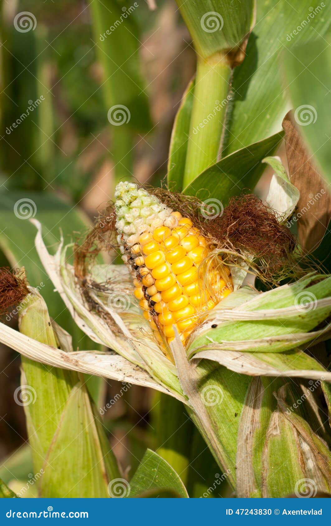 Corn Field Damaged by Severe Stock Photo - Image of rural, farm: 47243830