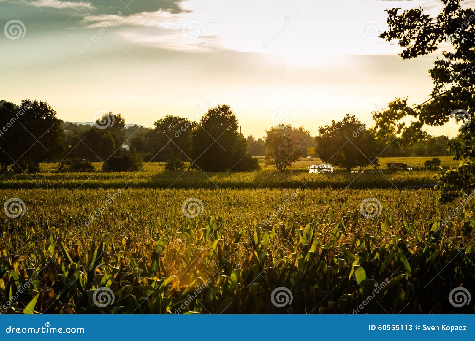 Corn field at dawn stock image. Image of crops, dawn - 60555113