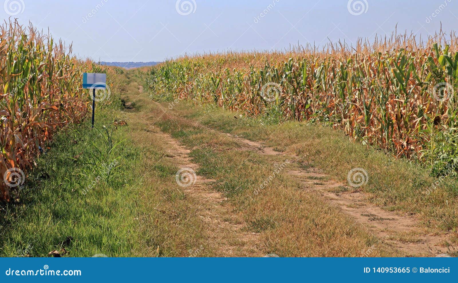 Corn Field stock image. Image of grown, stalks, field - 140953665