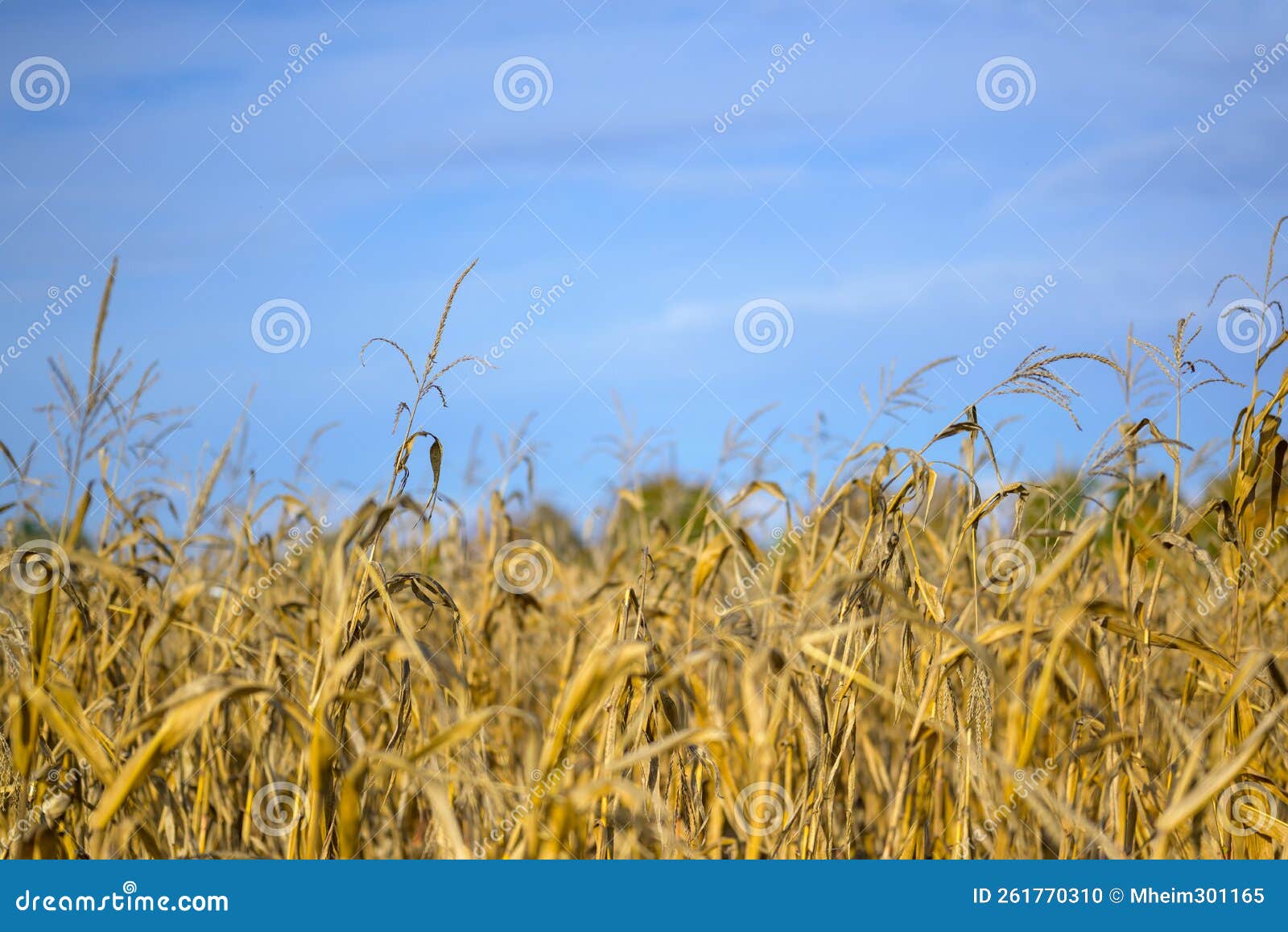 Corn field with dried corn stock photo. Image of agriculture - 261770310
