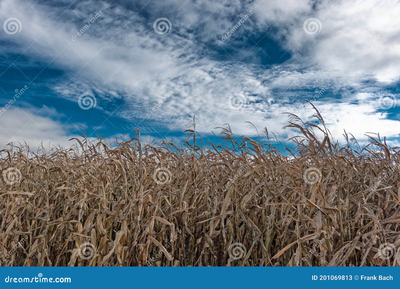 Corn Field Dried Out in the Meadows of Skjern in Denmark Stock Image ...