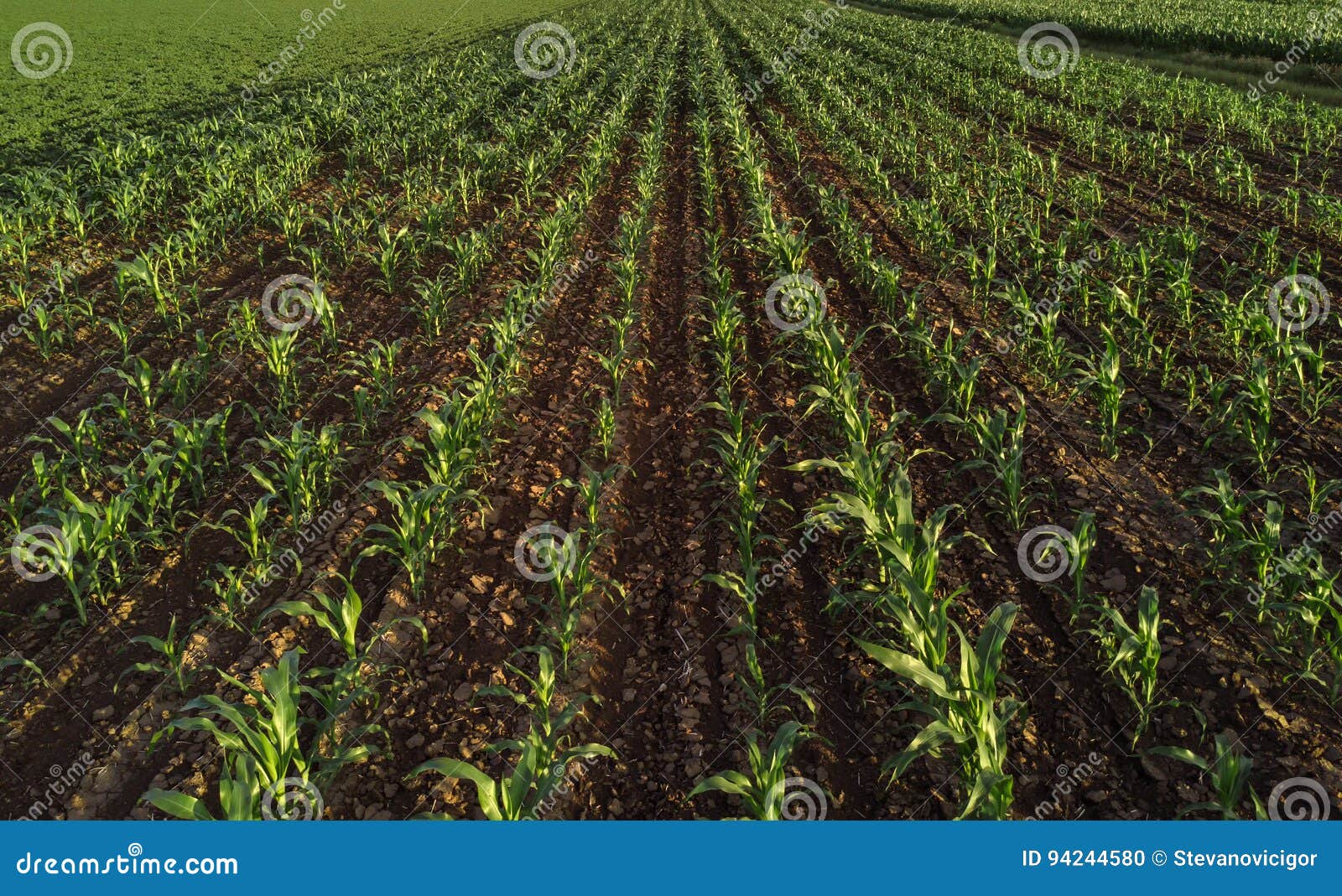 Corn Field from Drone Point of View Stock Photo - Image of drone ...