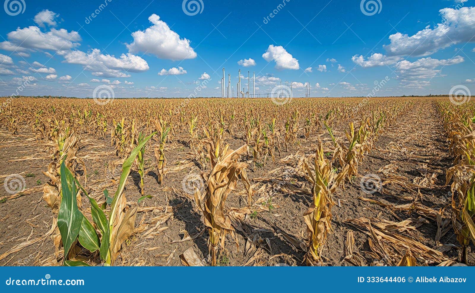 Corn Field With Drought-Affected Crops Under A Clear Blue Sky With ...