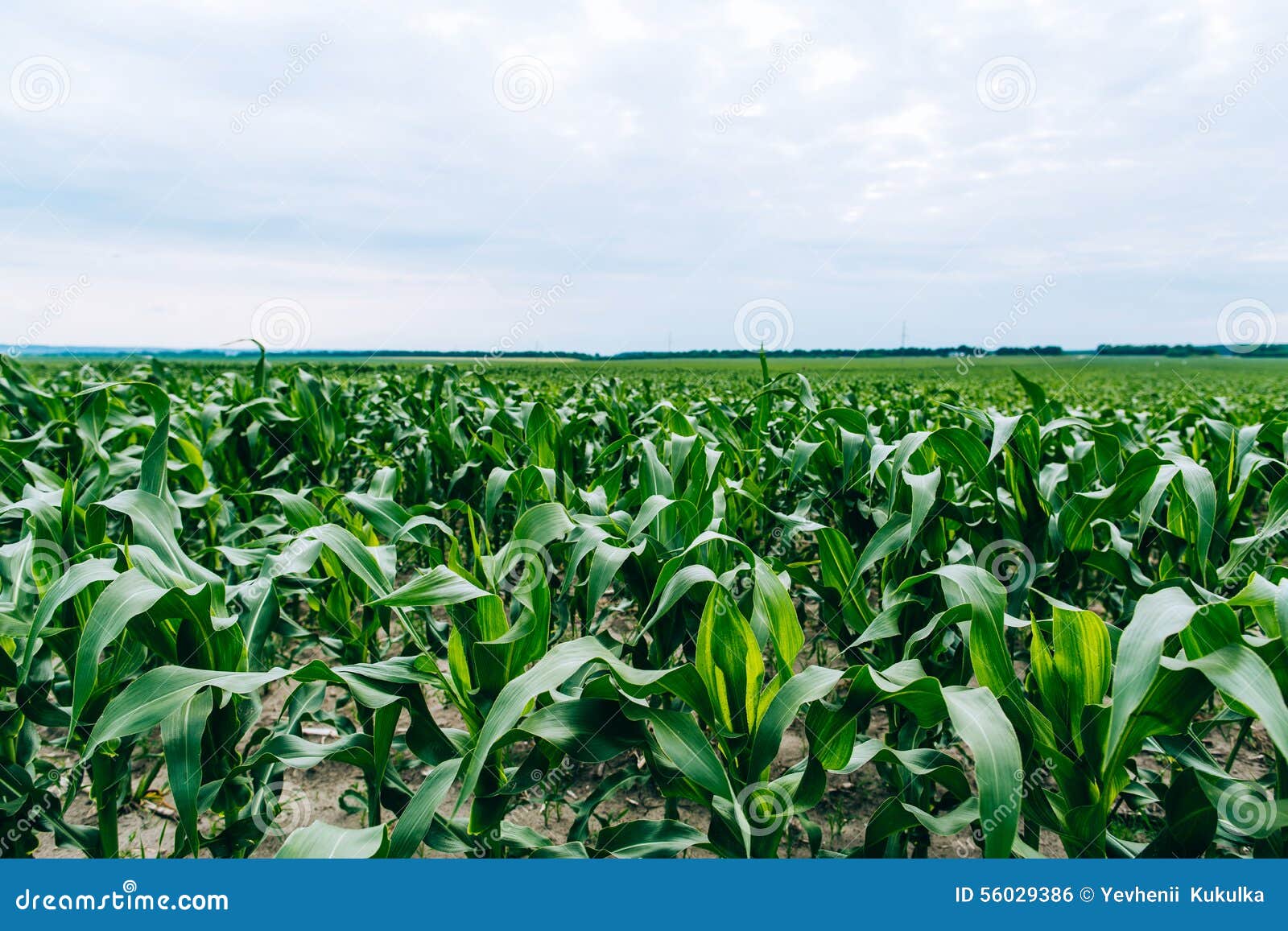 Corn field. drought stock photo. Image of food, summer - 56029386