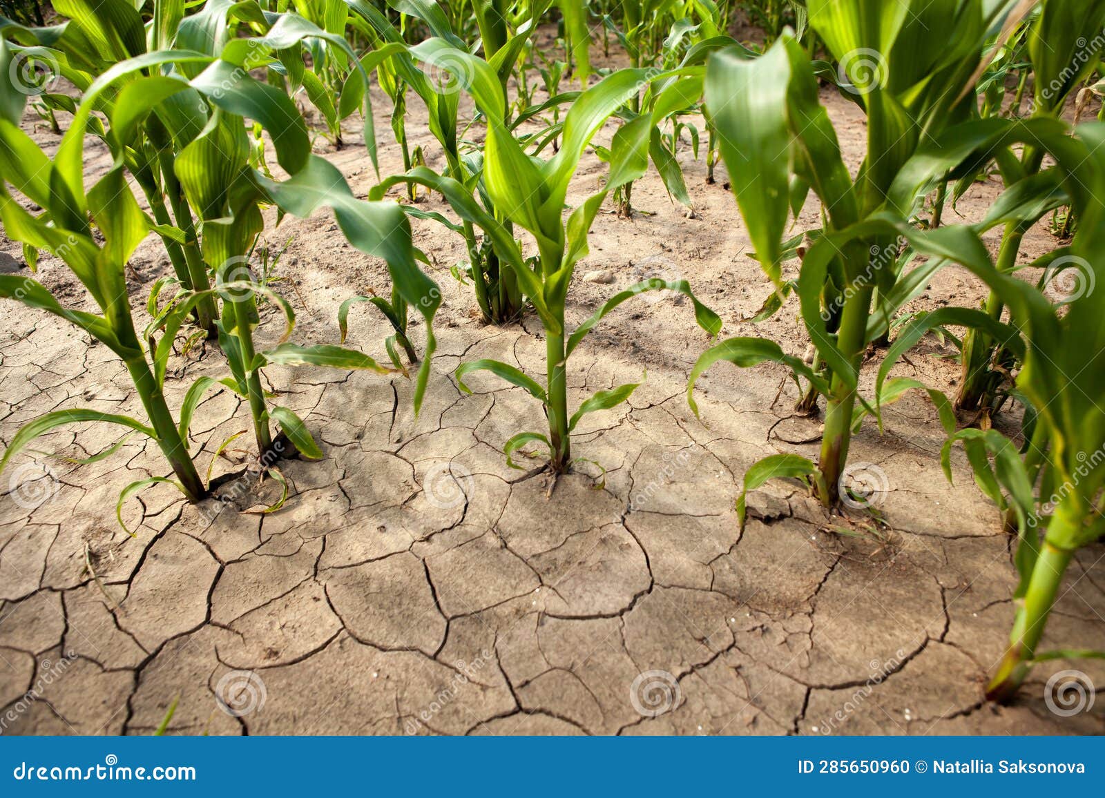 Corn Field during Drought, Hot Weather, Cracked Ground, Dry Soil. Stock ...