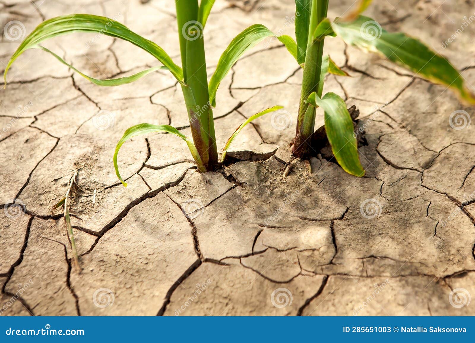 Corn Field during Drought, Hot Weather, Cracked Ground, Dry Soil. Stock Image - Image of ...