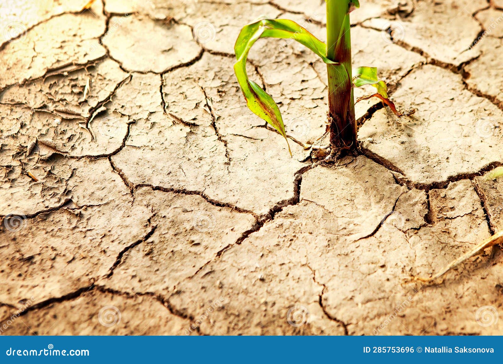 Corn Field during Drought, Hot Weather, Cracked Ground, Dry Soil. Stock Photo - Image of ...