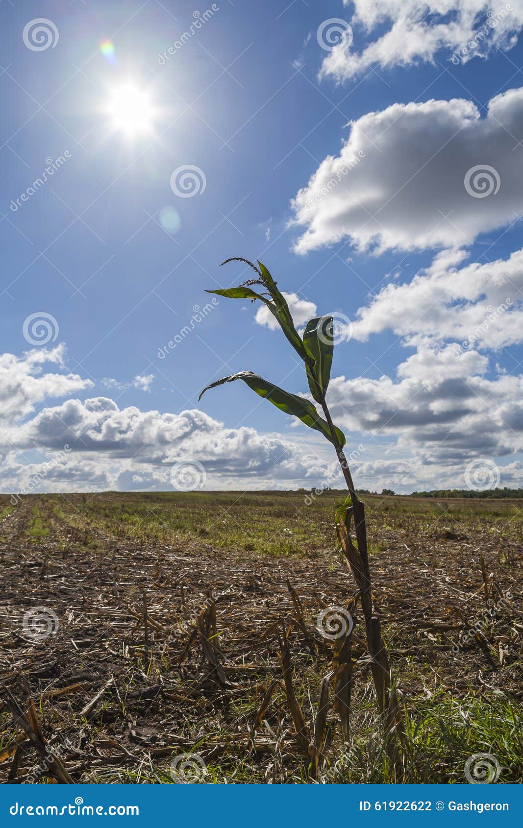 Corn field in drought. stock photo. Image of agriculture - 61922622