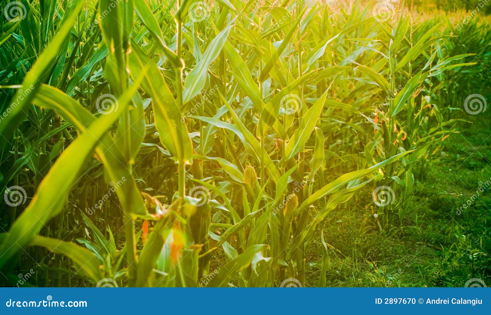 Corn field at dusk stock photo. Image of scenery, details - 2897670