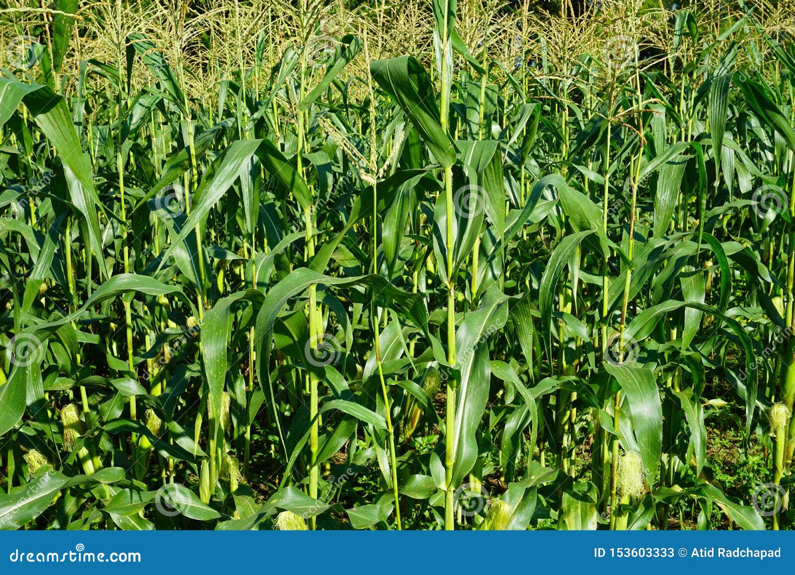 Corn Field in Early Morning Light Stock Image - Image of cultivation ...