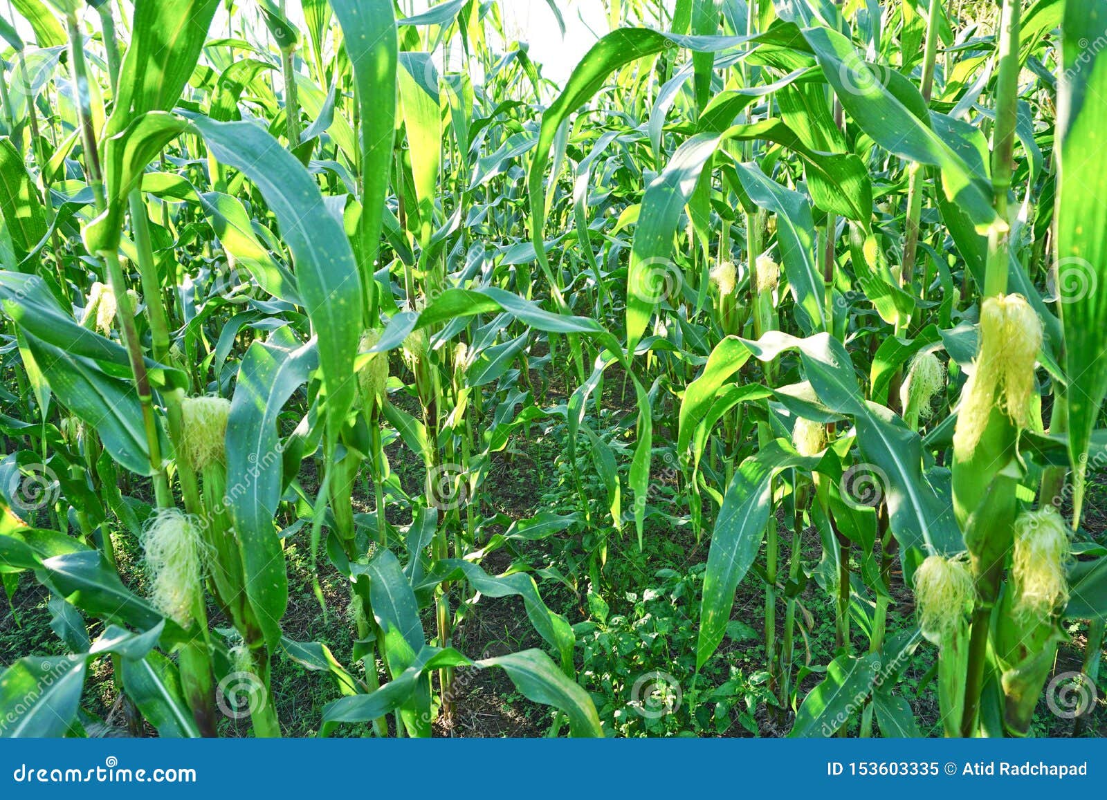 Corn Field in Early Morning Light Stock Image - Image of fresh, grow ...