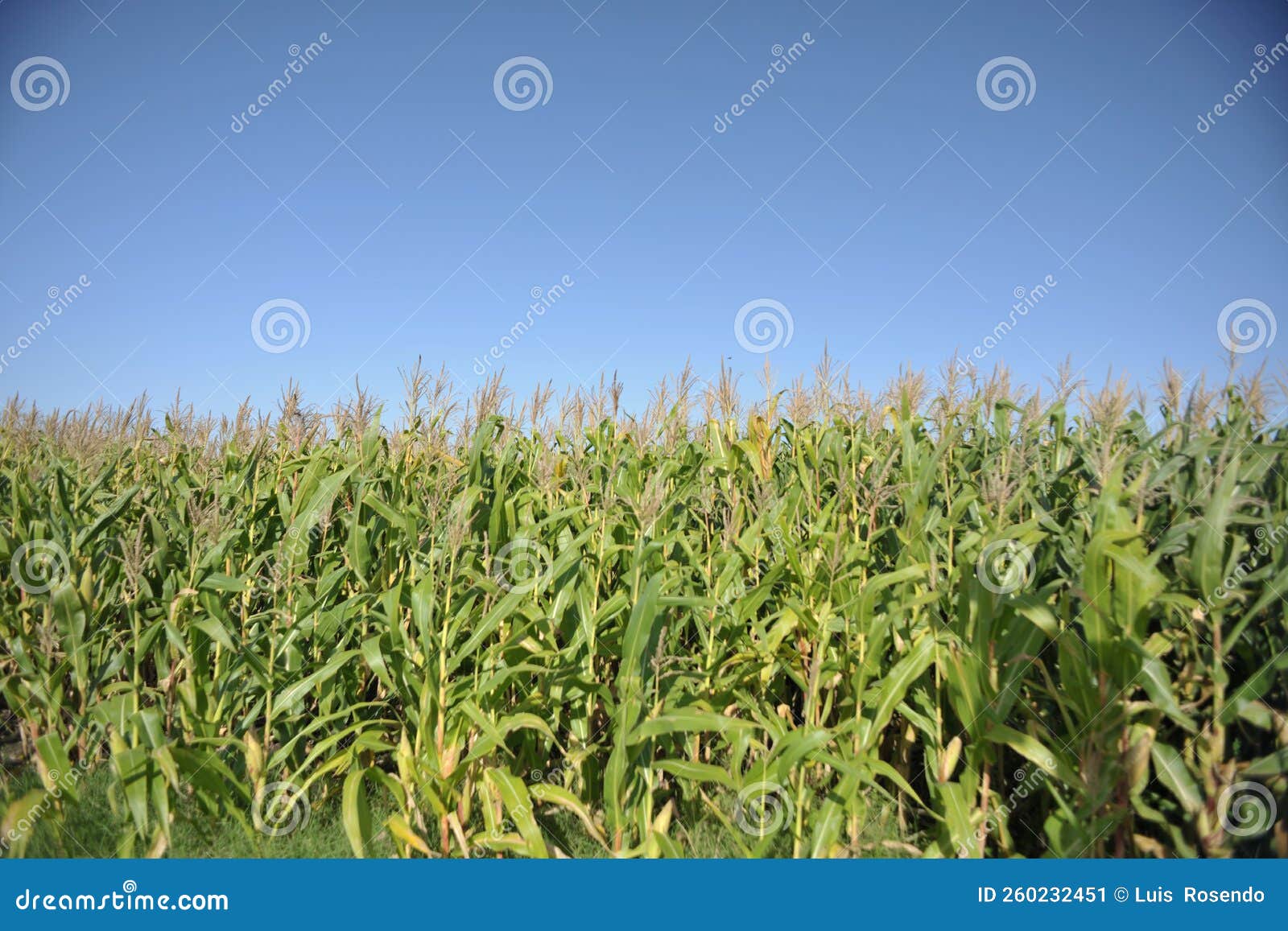 Corn Field in Early Morning Light Stock Image - Image of prairie, corn ...