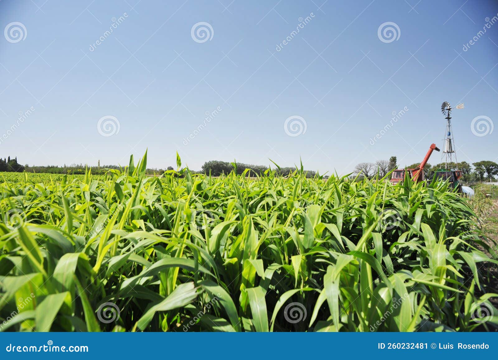 Corn Field in Early Morning Light Stock Image - Image of green, meadow ...
