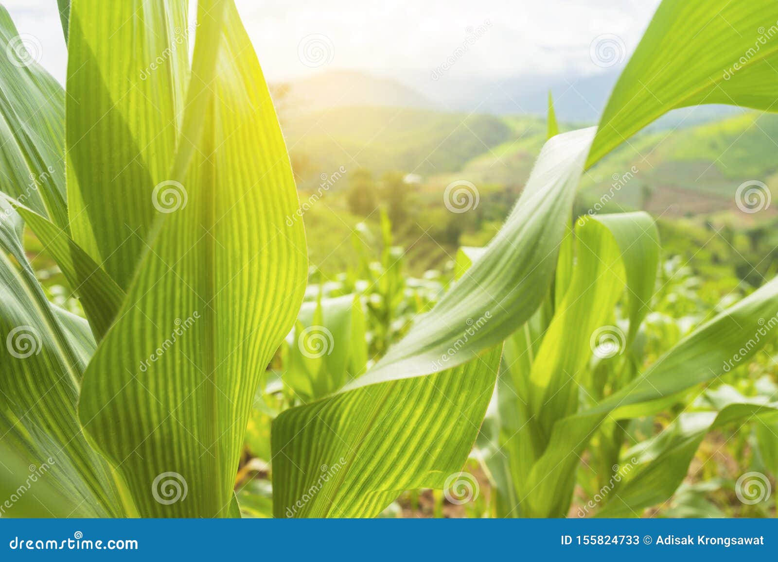 Corn Field in Early Morning Light, Corn Leaves Stock Image - Image of ...
