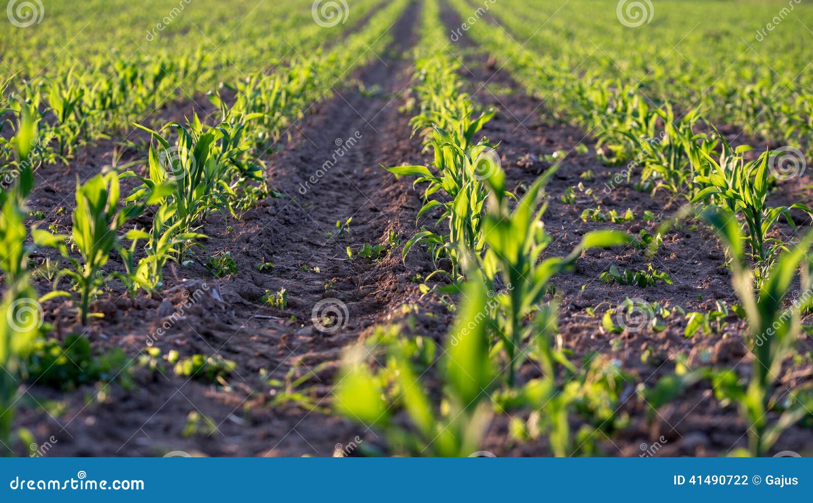 Corn field in early summer stock photo. Image of cereal - 41490722