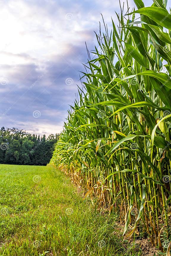 Corn field edge stock image. Image of environment, nature - 34234325
