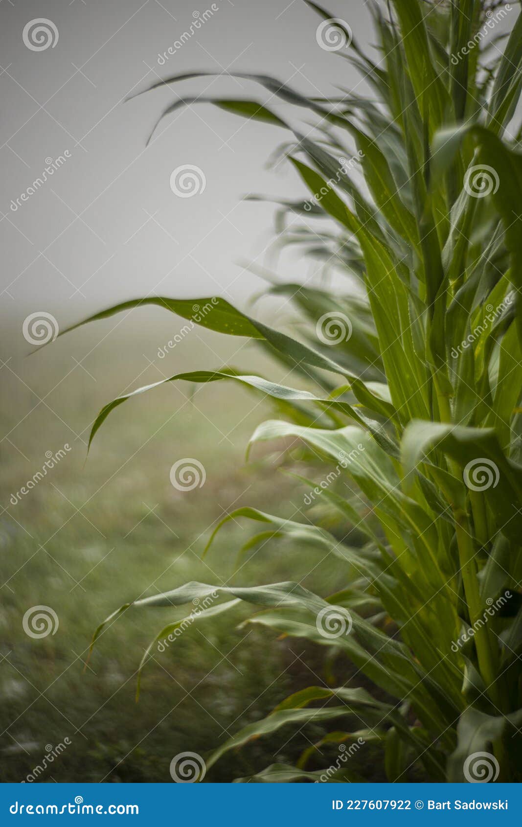 Fog Covered Edge of Corn Field Stock Photo - Image of grey, food: 227607922