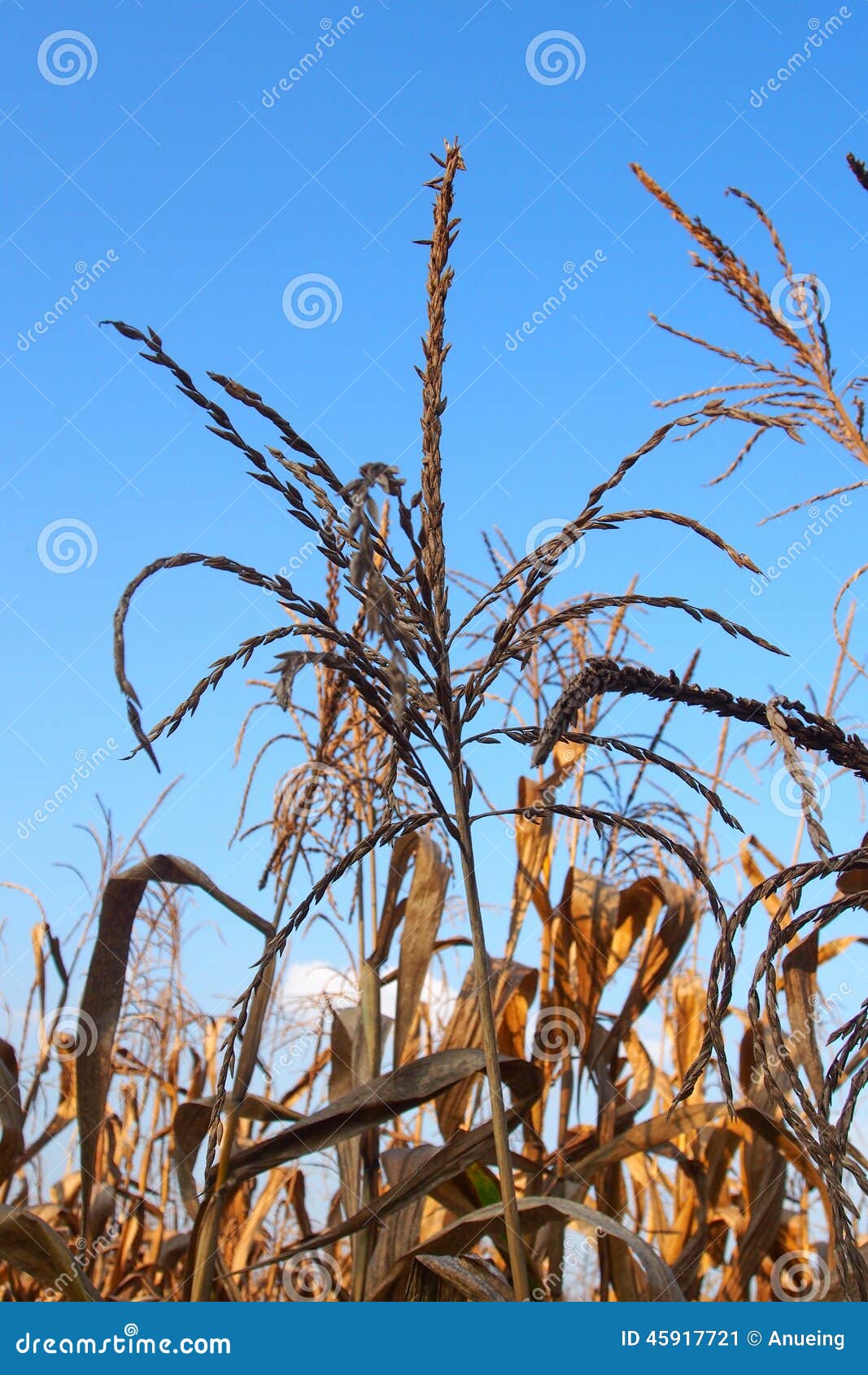 Corn field stock image. Image of farming, growth, rural - 45917721