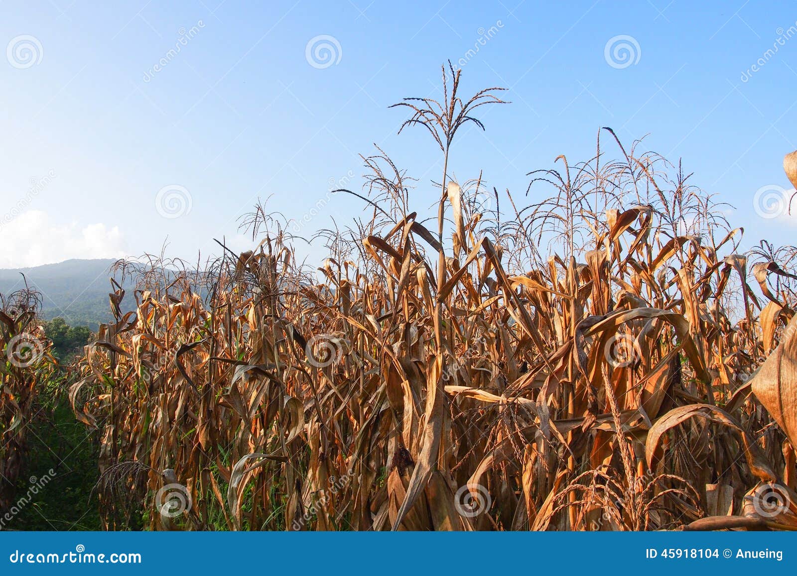 Corn field stock photo. Image of maize, farming, message - 45918104