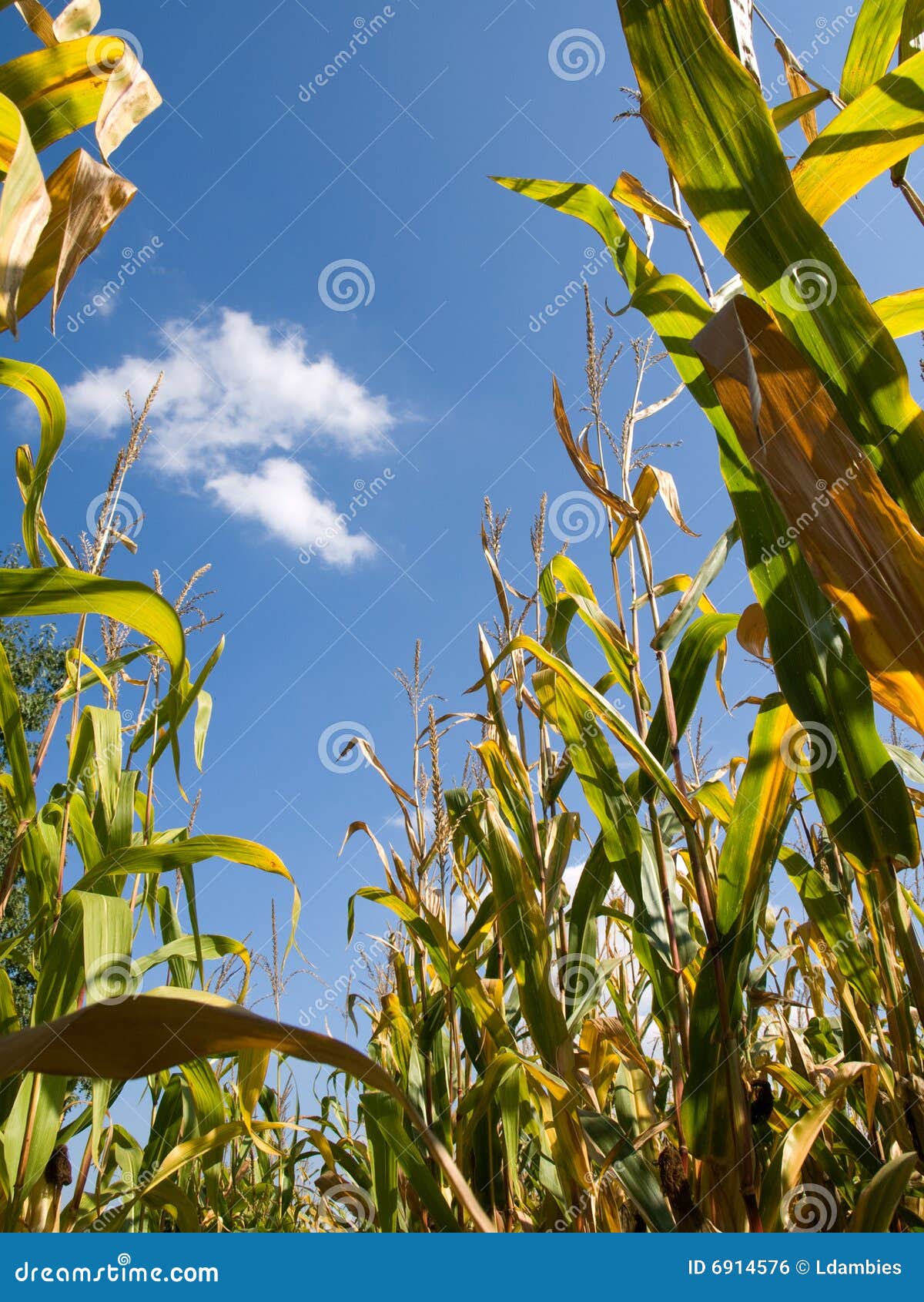 Corn Field at the End of Summer Stock Photo - Image of maize, grass ...