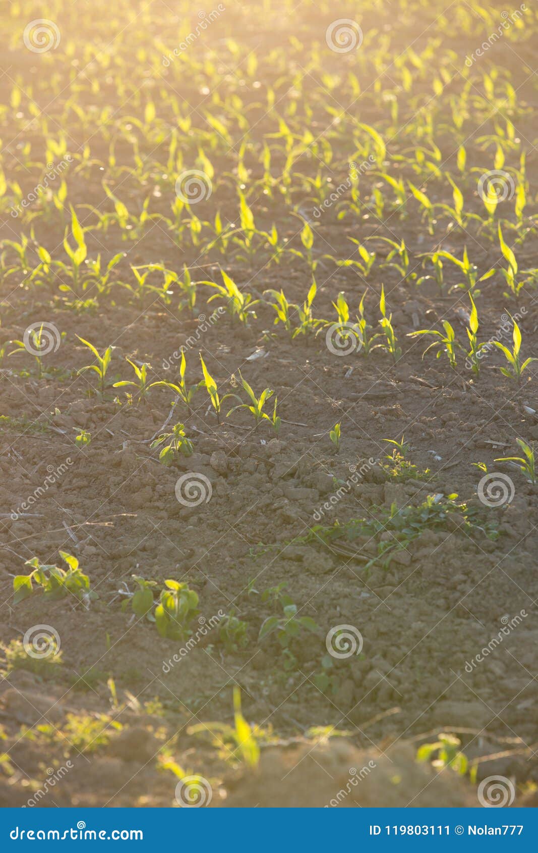 Corn on the Field in the Evening Stock Image - Image of field, outdoor ...