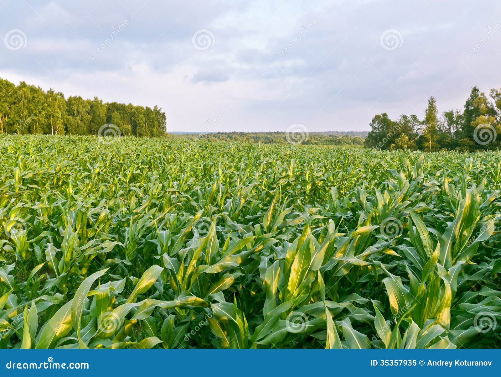 Corn field stock image. Image of agronomy, flora, maize - 35357935