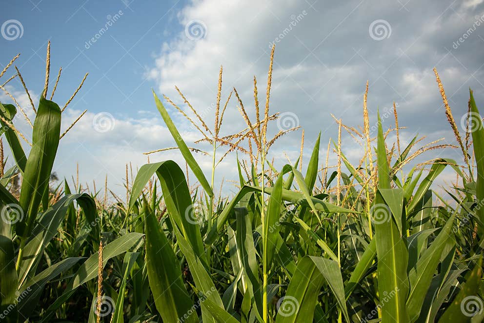 Corn Field in the Evening Sun: Corn almost Ready for the Harvest Stock ...