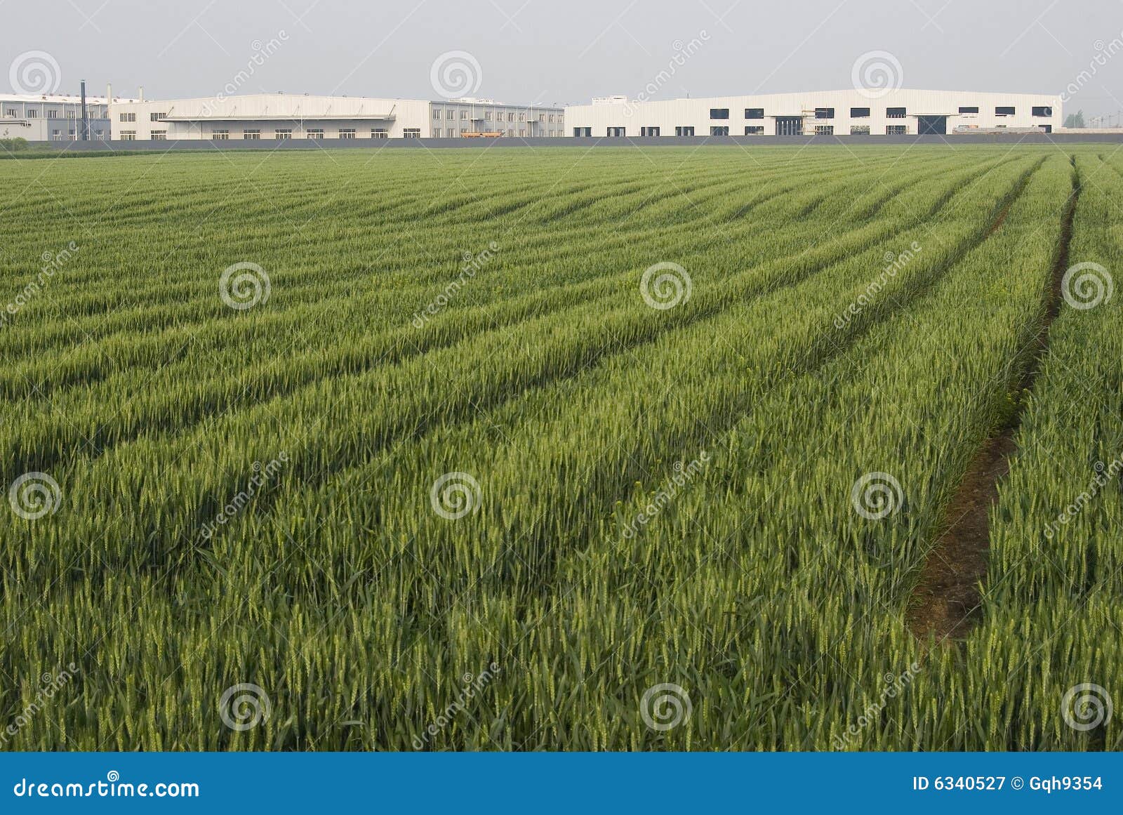 Corn field and factory stock image. Image of crops, bread - 6340527