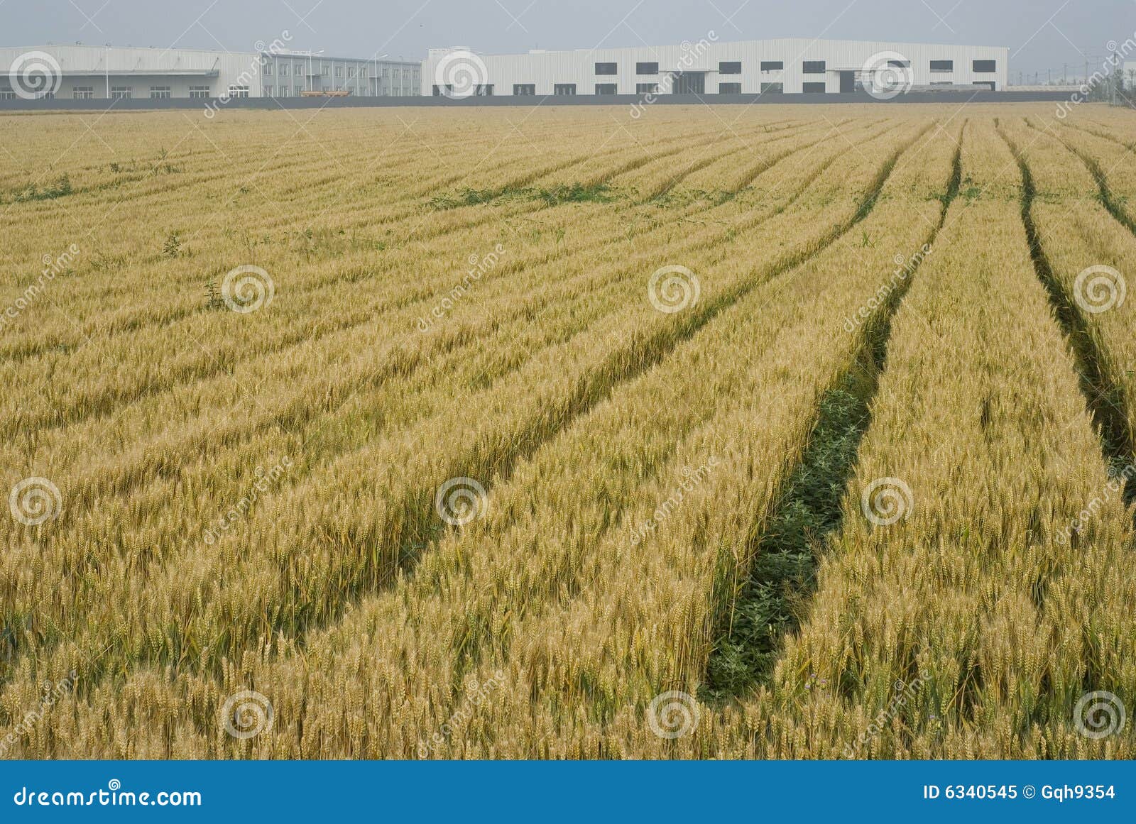 Wheat Factory