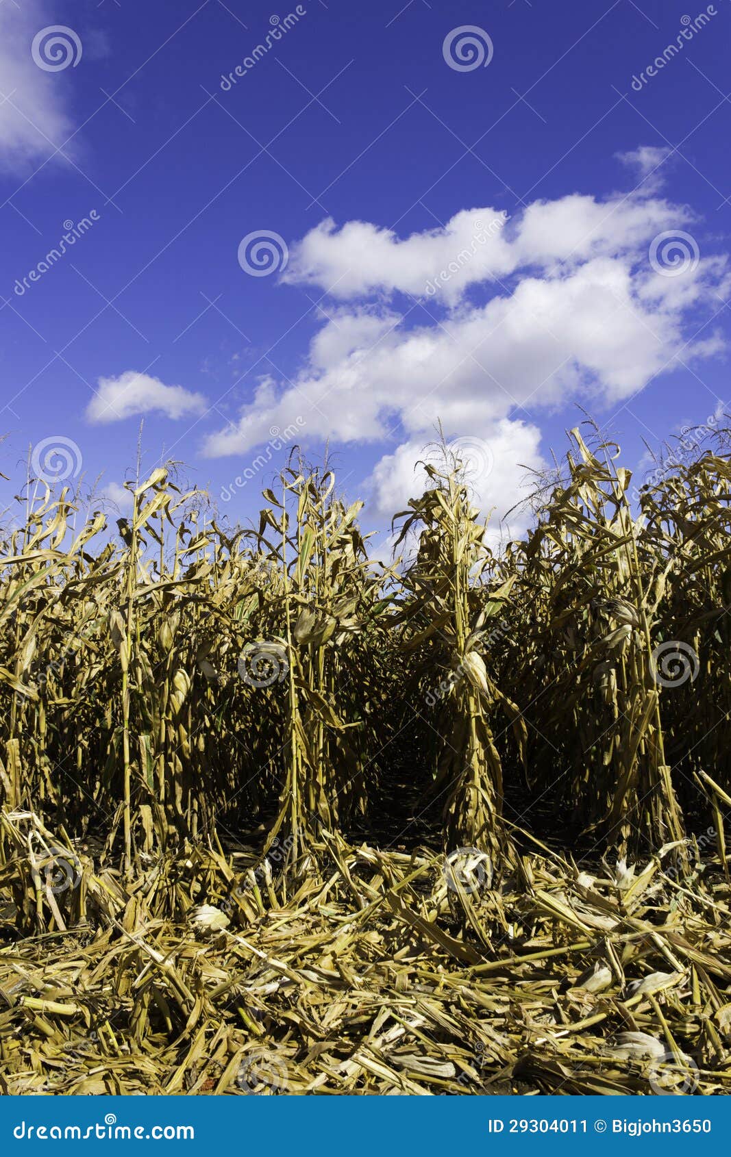 Corn field in the fall stock image. Image of produce - 29304011