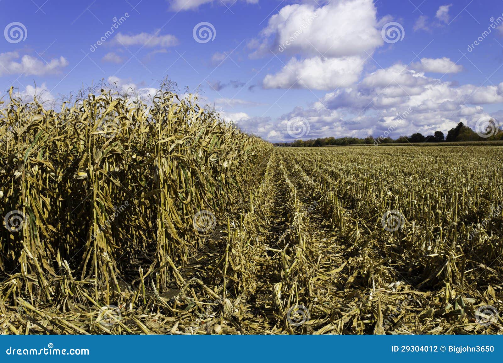 Corn field in the fall stock photo. Image of golden, farm - 29304012