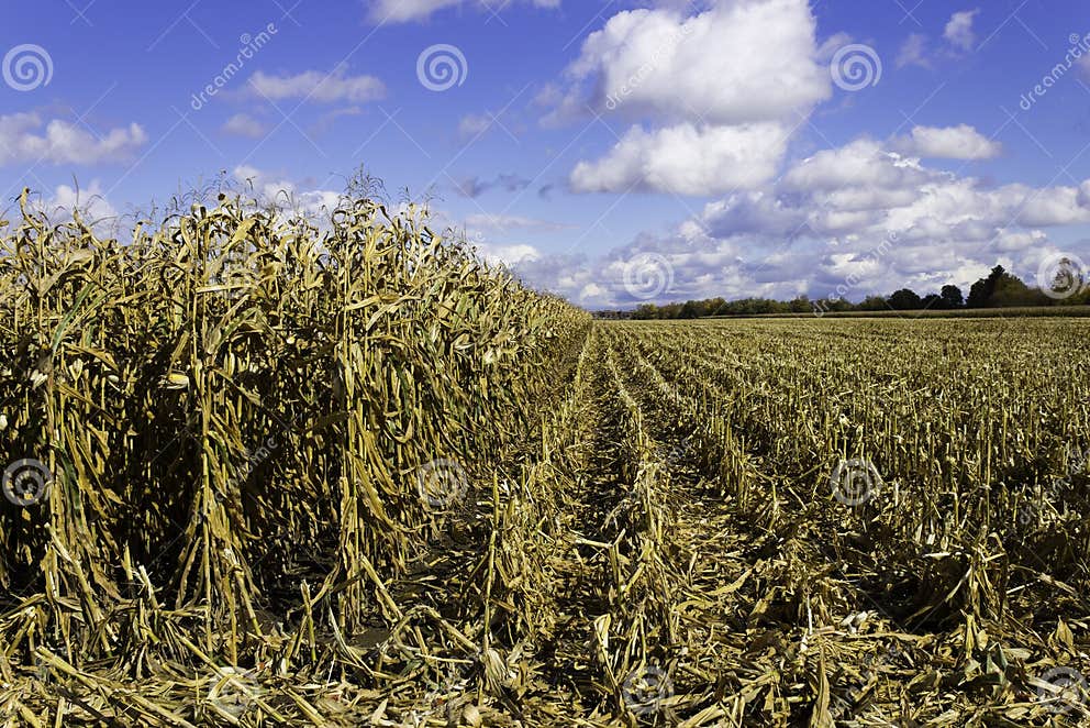 Corn field in the fall stock photo. Image of golden, farm - 29304012