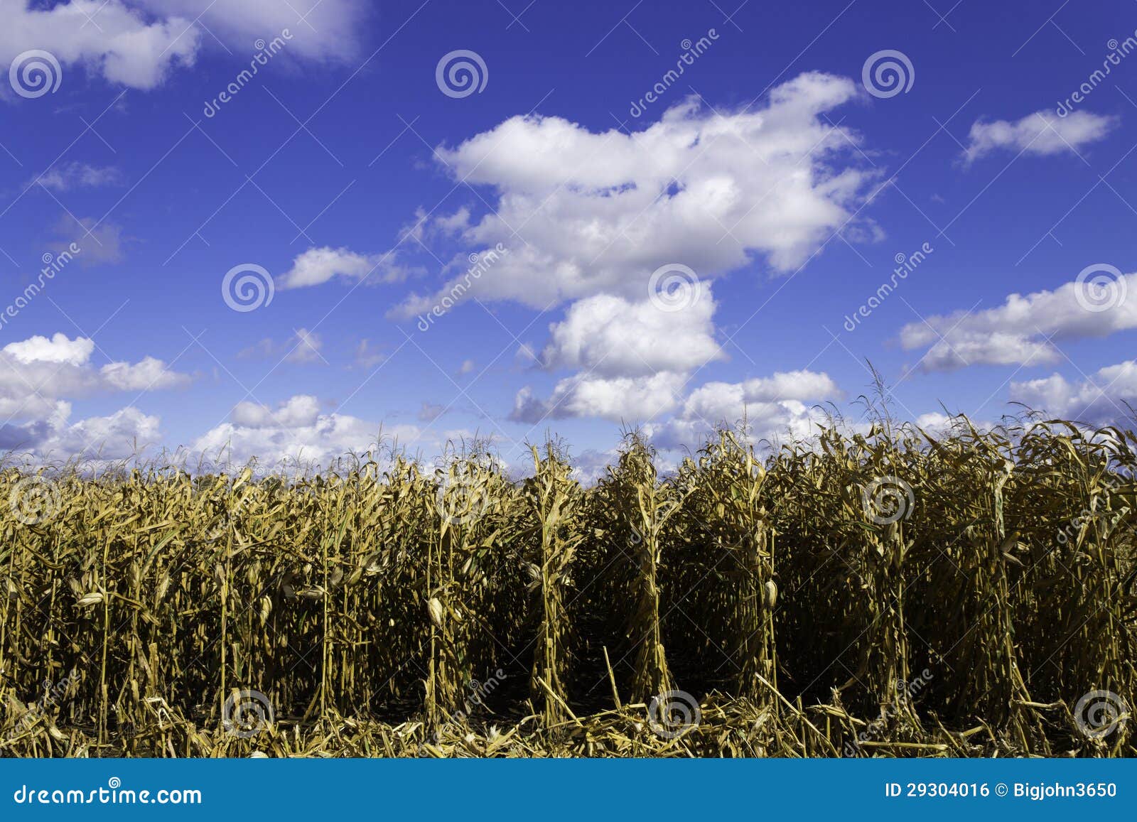 Corn field in the fall stock photo. Image of cereal, produce - 29304016