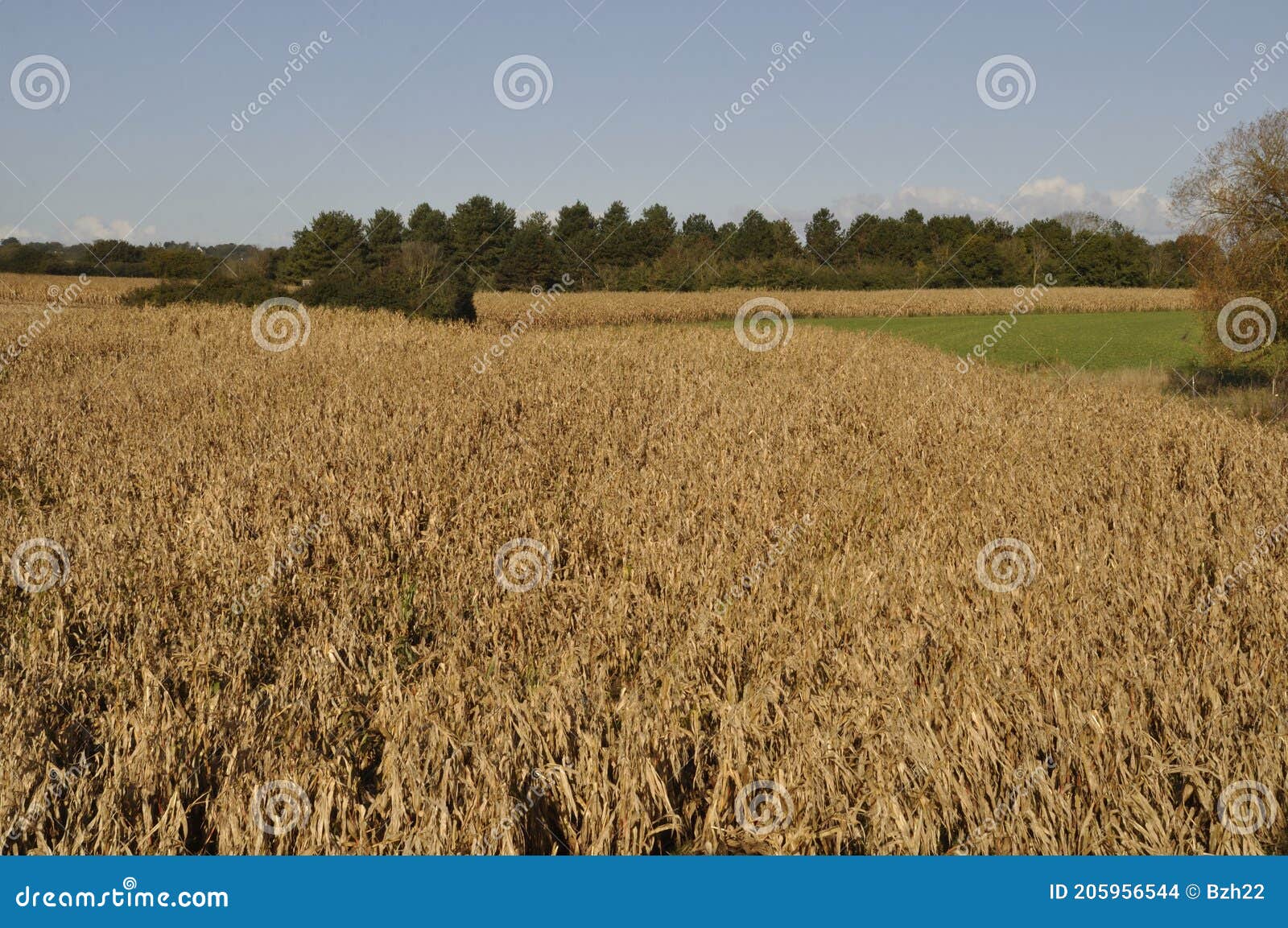 Corn Field at Fall in Brittany Stock Photo - Image of plant, season ...