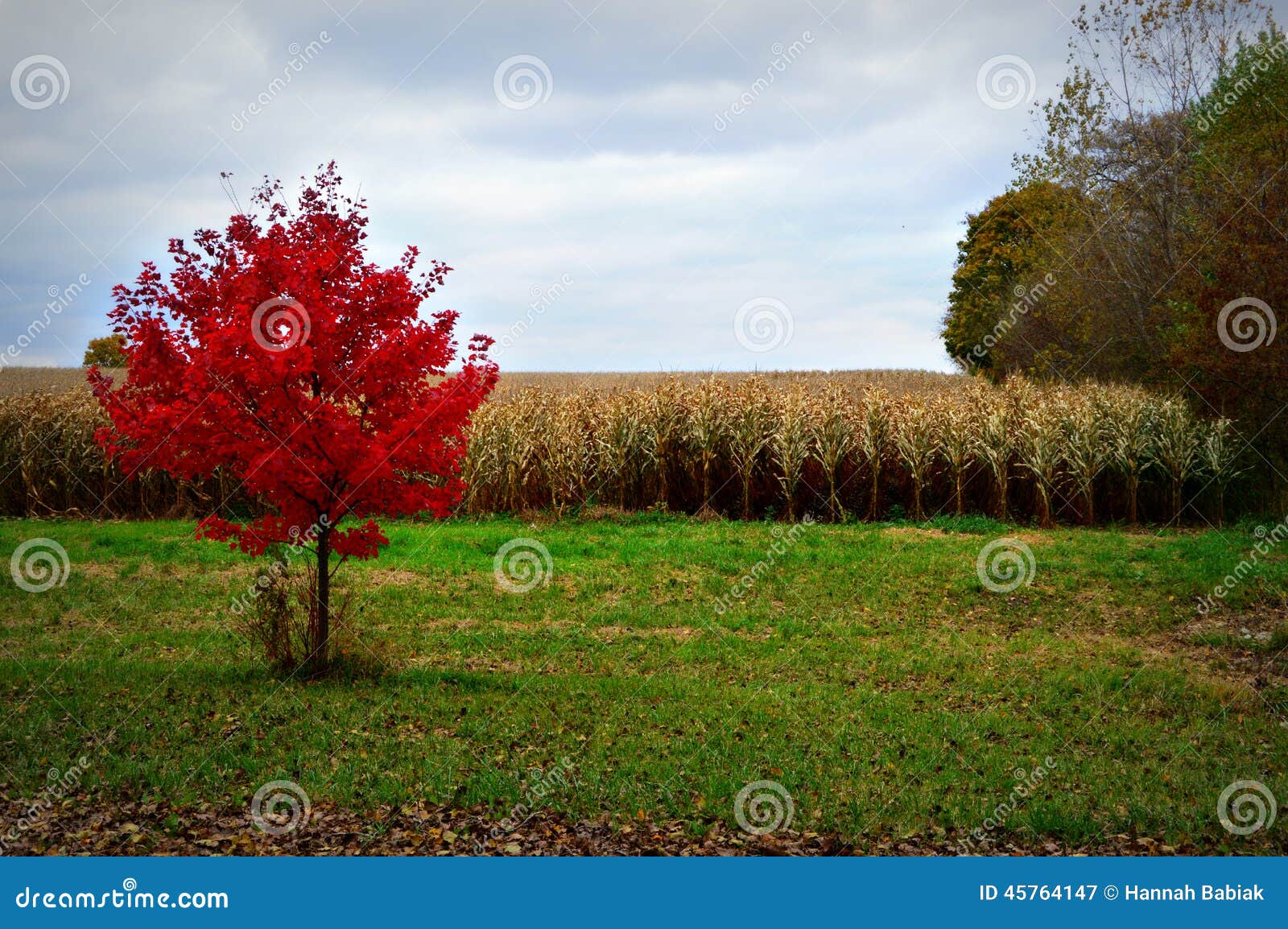 Corn Field, Fall Colors stock image. Image of garden - 45764147